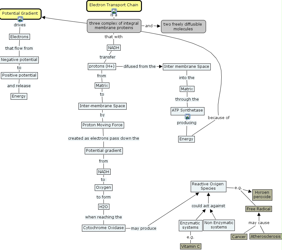 IHMC CmapTools - Concept Map :: Electron Transport System