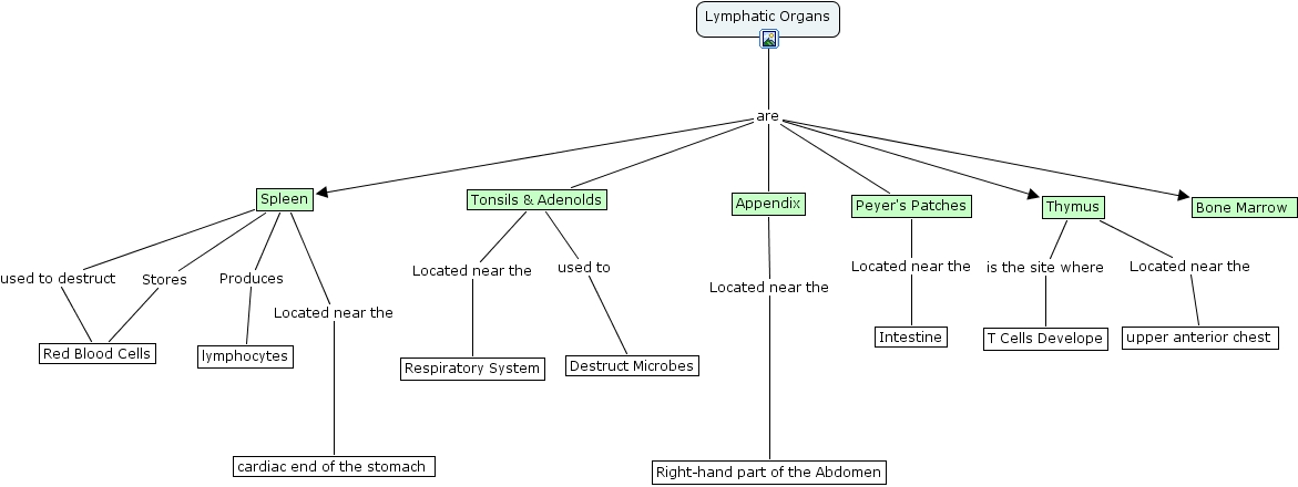 IHMC CmapTools - Concept Map :: Lymphatic Organs
