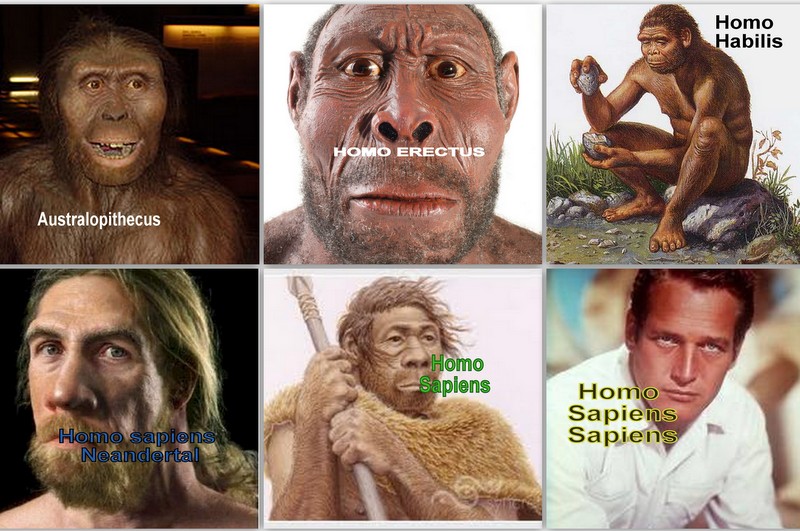 Evolucion especie humana - Imagui