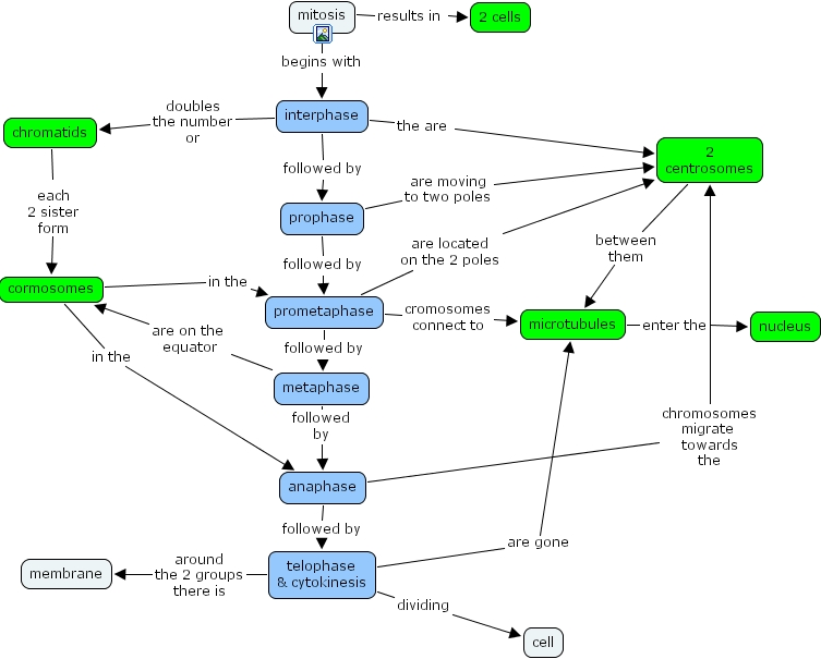 IHMC CmapTools - Concept Map :: mitosis
