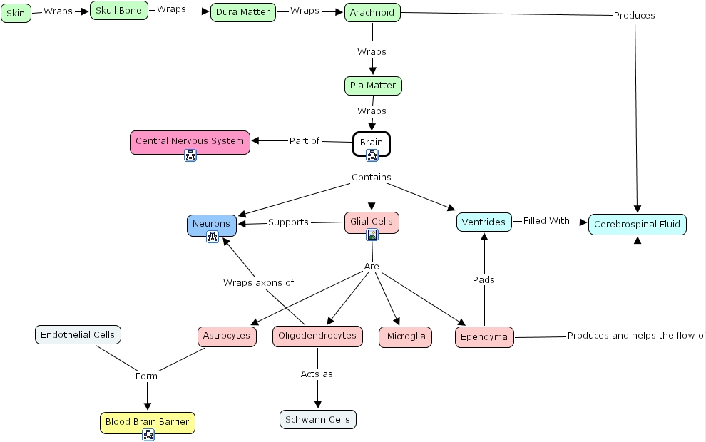 IHMC CmapTools - Concept Map :: Brain