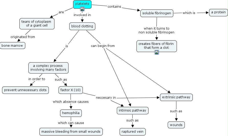 IHMC CmapTools - Concept Map :: platelets