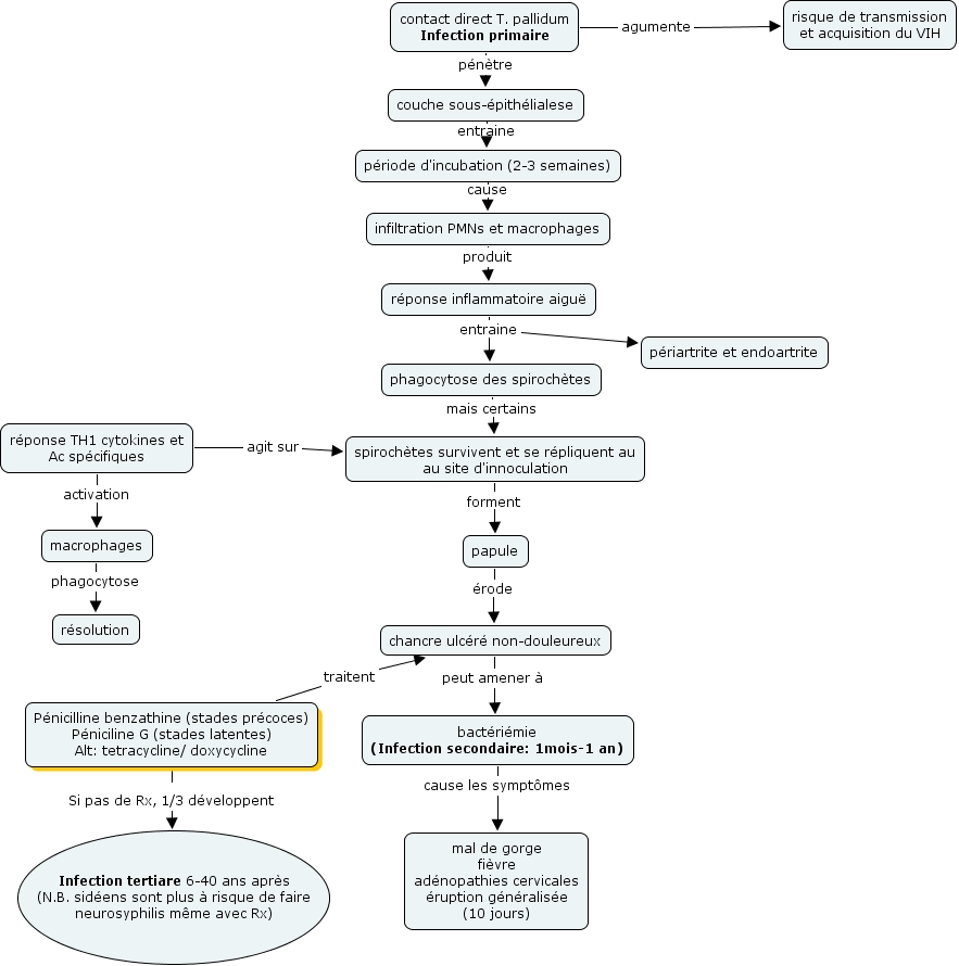 syphilis - what is the mecanism of syhphilis