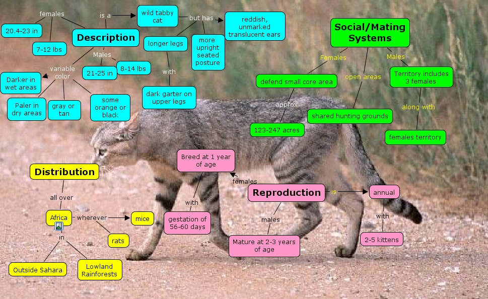 Wildcat