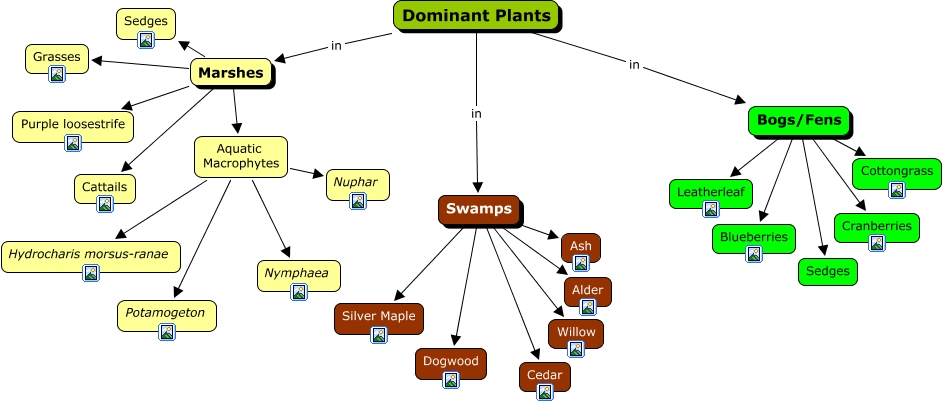 Dominant Plants in Temperate Wetlands - What plants are naturally ...