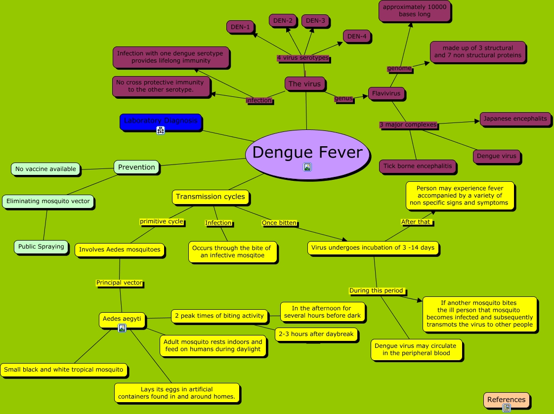 Dengue Fever