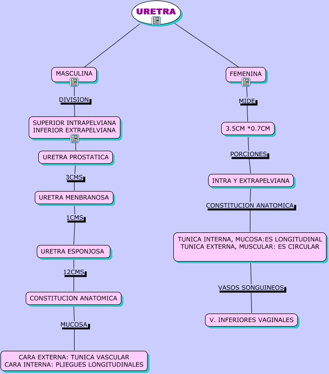 uretra