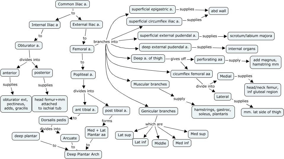 Arterial supply LE