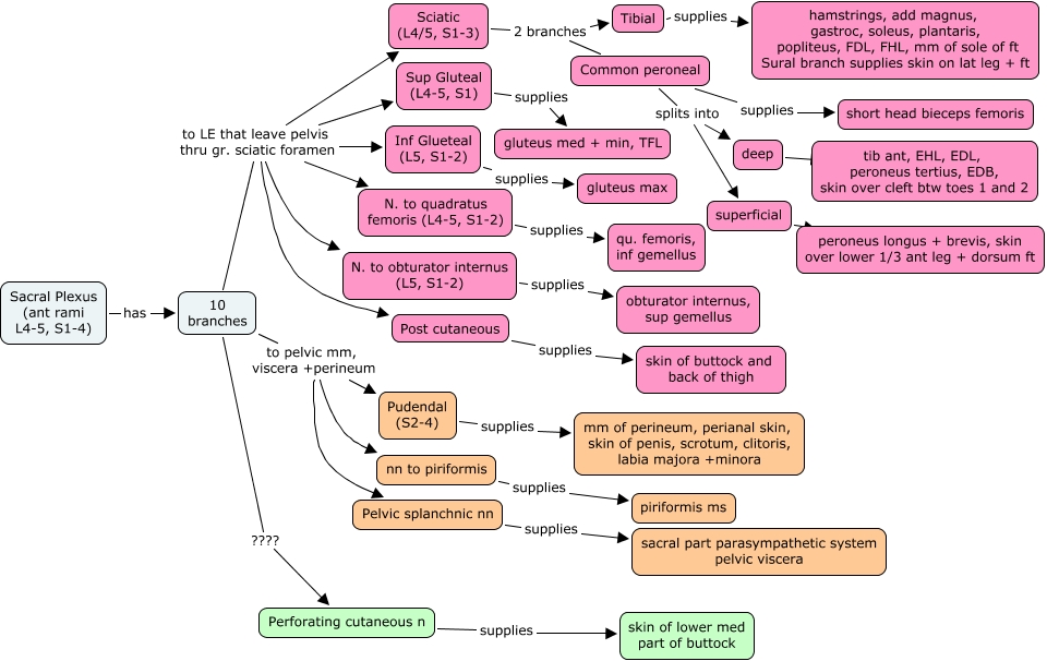 Sacral Plexus