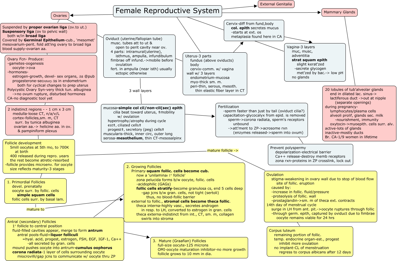 Female Reproductive System