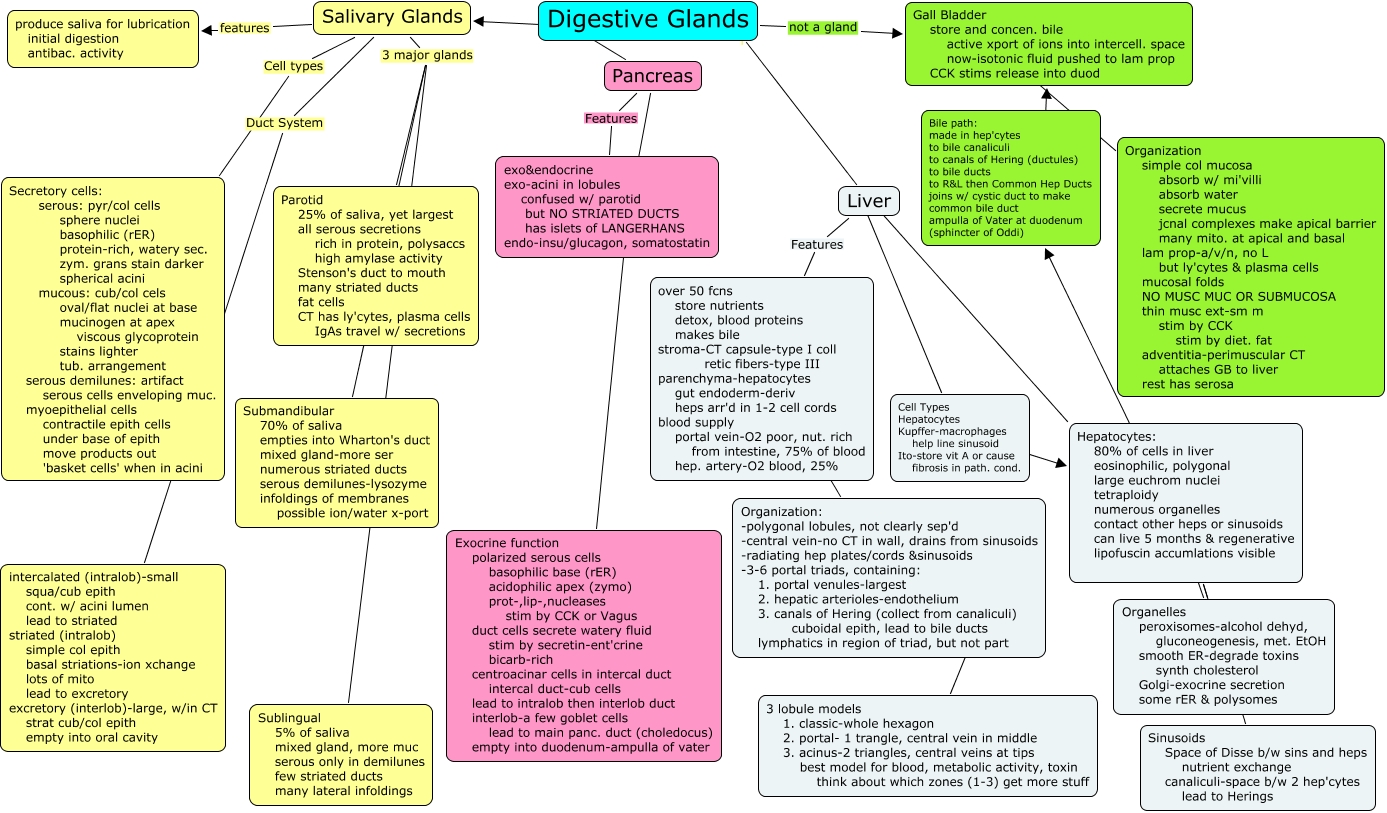 Digestive glands