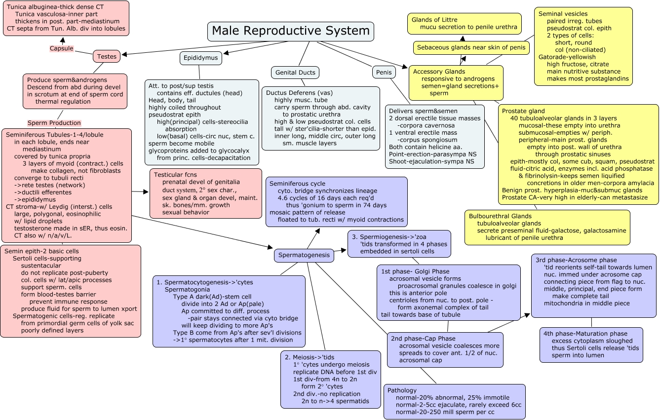Male Reproductive System