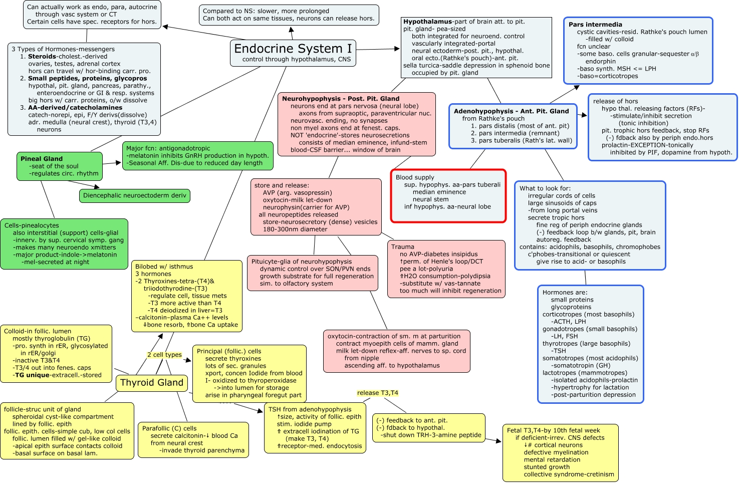 Endocrine System I