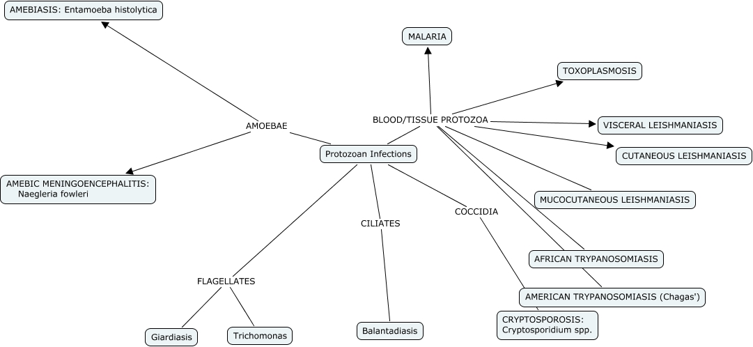 Protozoan Infections
