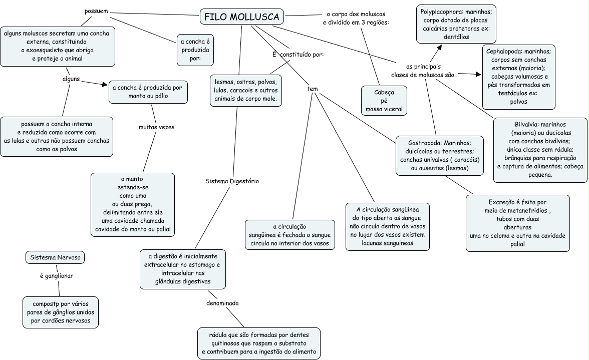 Filo mollusca - escola