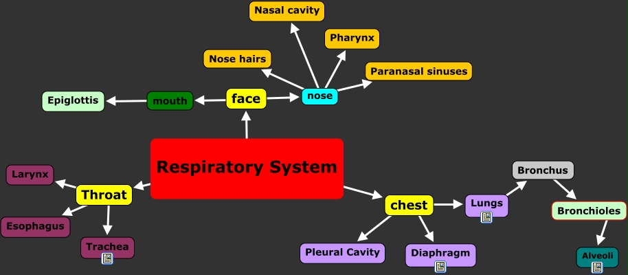 Respiratory System