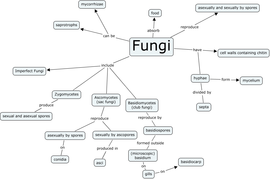 The Concept Map Of Fungi Download Scientific Diagram - vrogue.co