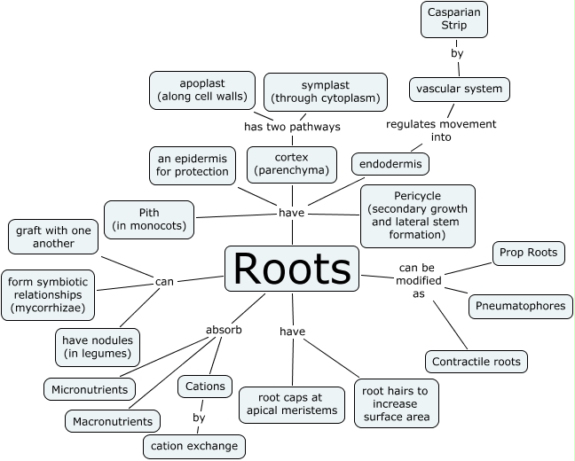 roots