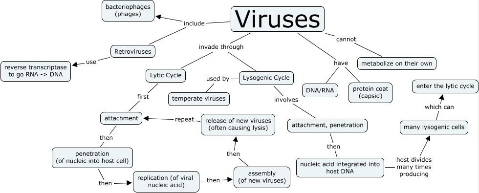 viruses