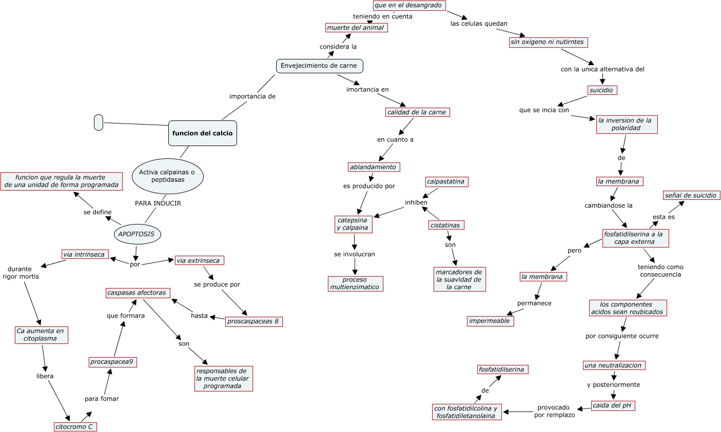 carne - que es apoptosis