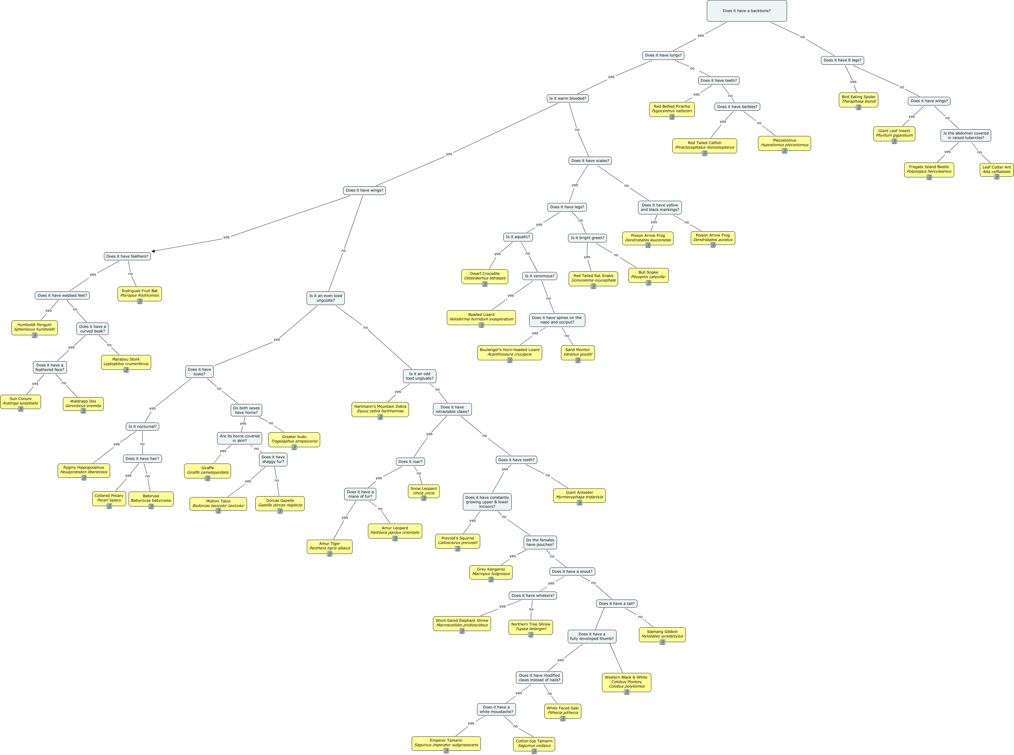Group 12 Dichotomous Key Final - Dichotomous Key of perceived animals ...