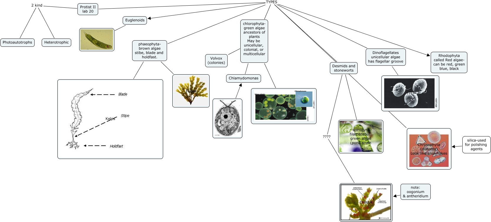 protists II