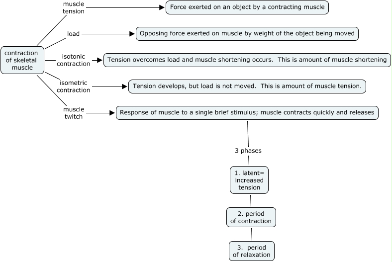 contraction of skeletal muscle