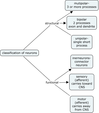 classification of neurons