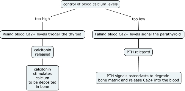 control of blood ca levels