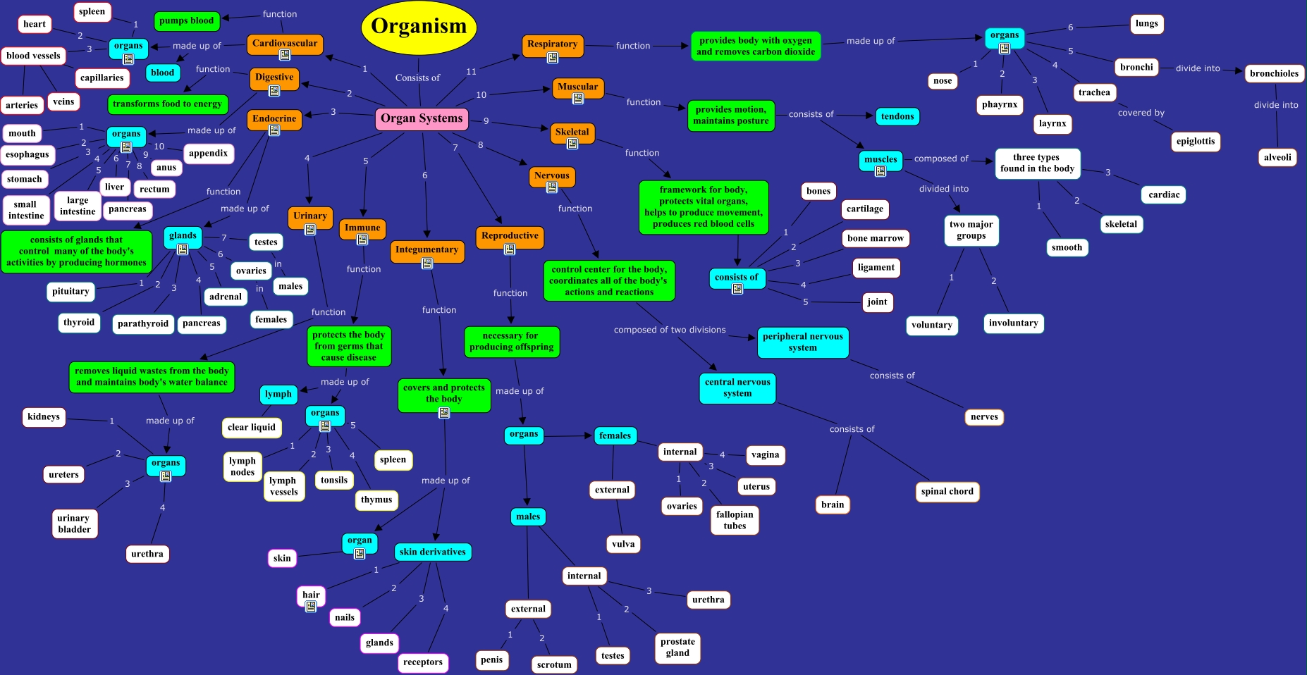 Organ Systems