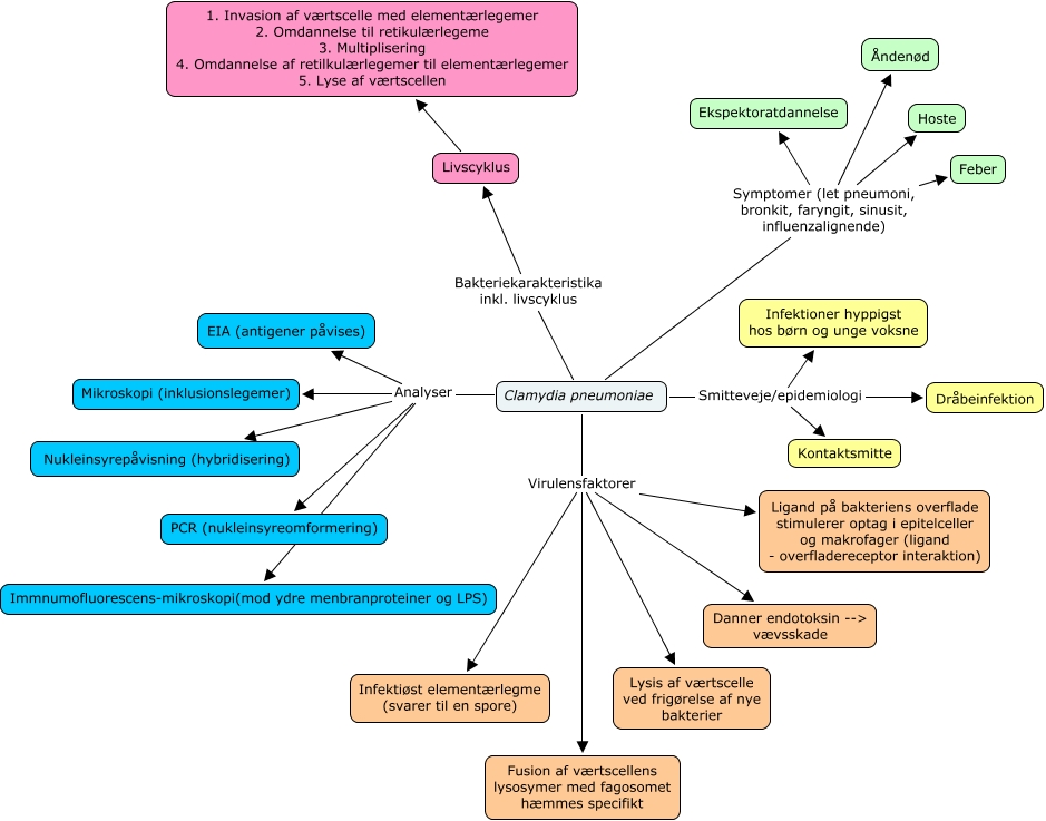 F09 S4j Opgave 1 Clamydia pneumoniae mindmap Ditte Mette