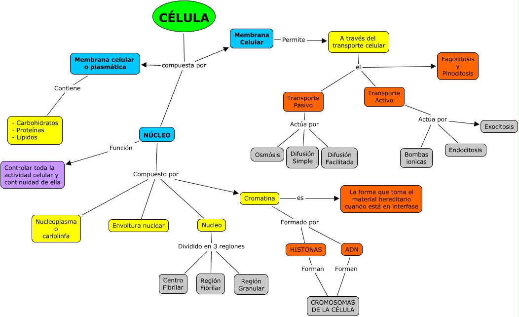 Célula - ¿De que se compone la célula?