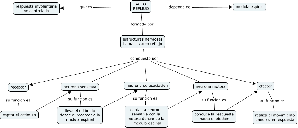 acto reflejo