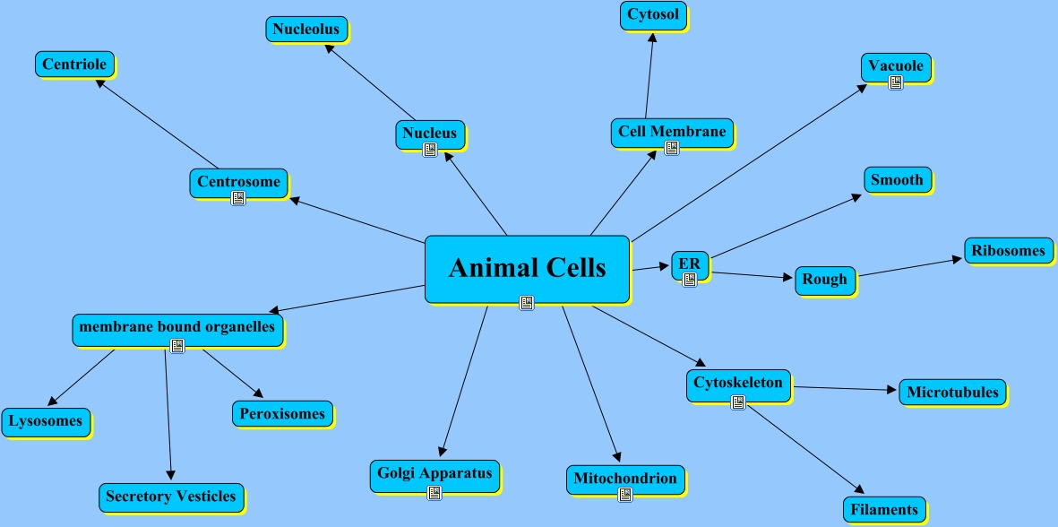 Kasey Hoffmann - Animal Cells