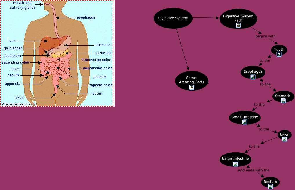 Digestive System