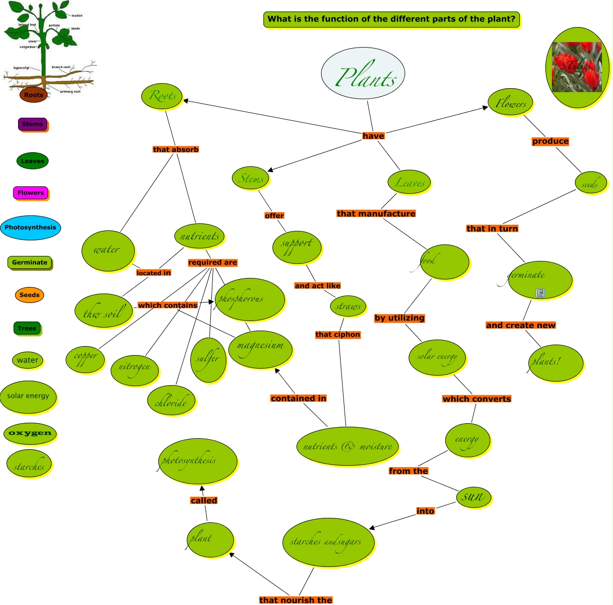 Plants