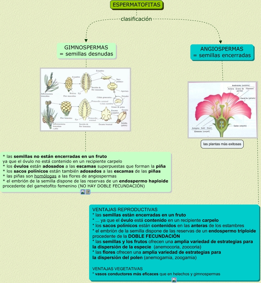 Clasificación espermatofitas