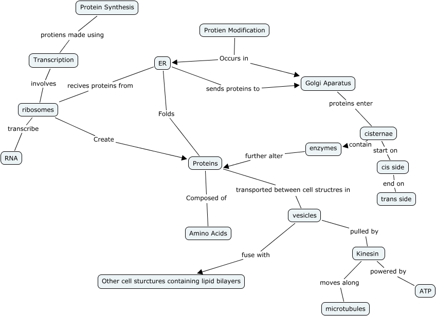 Protein Synthesis