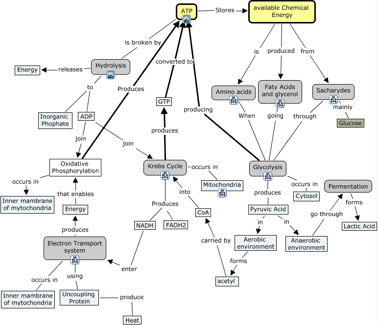 ATP Energy Production and Conv