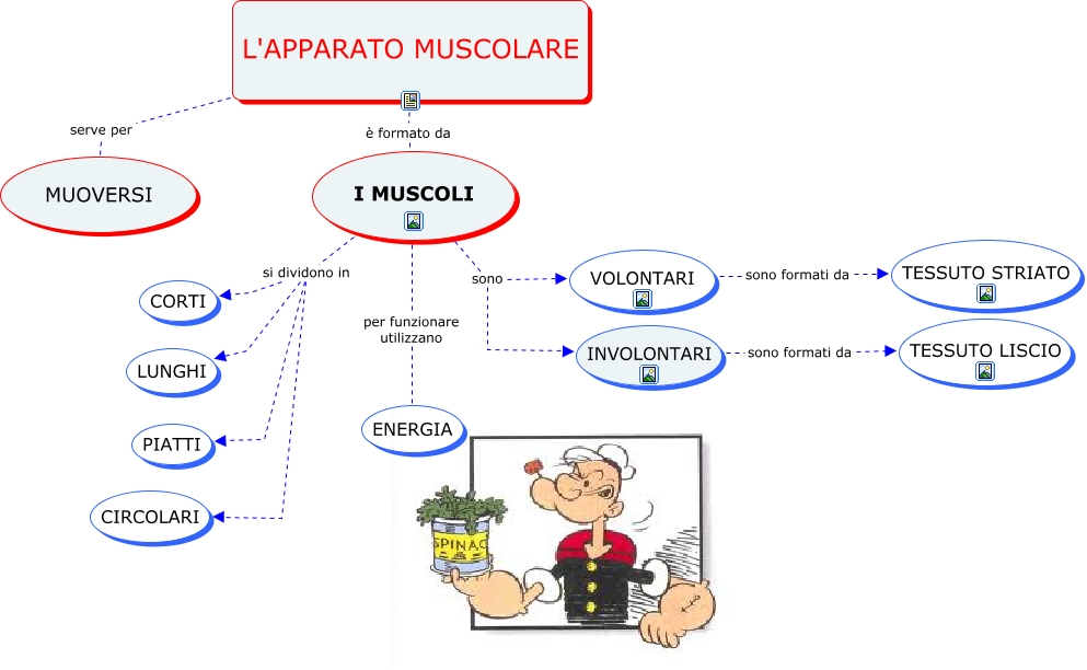 APPARATO MUSCOLARE