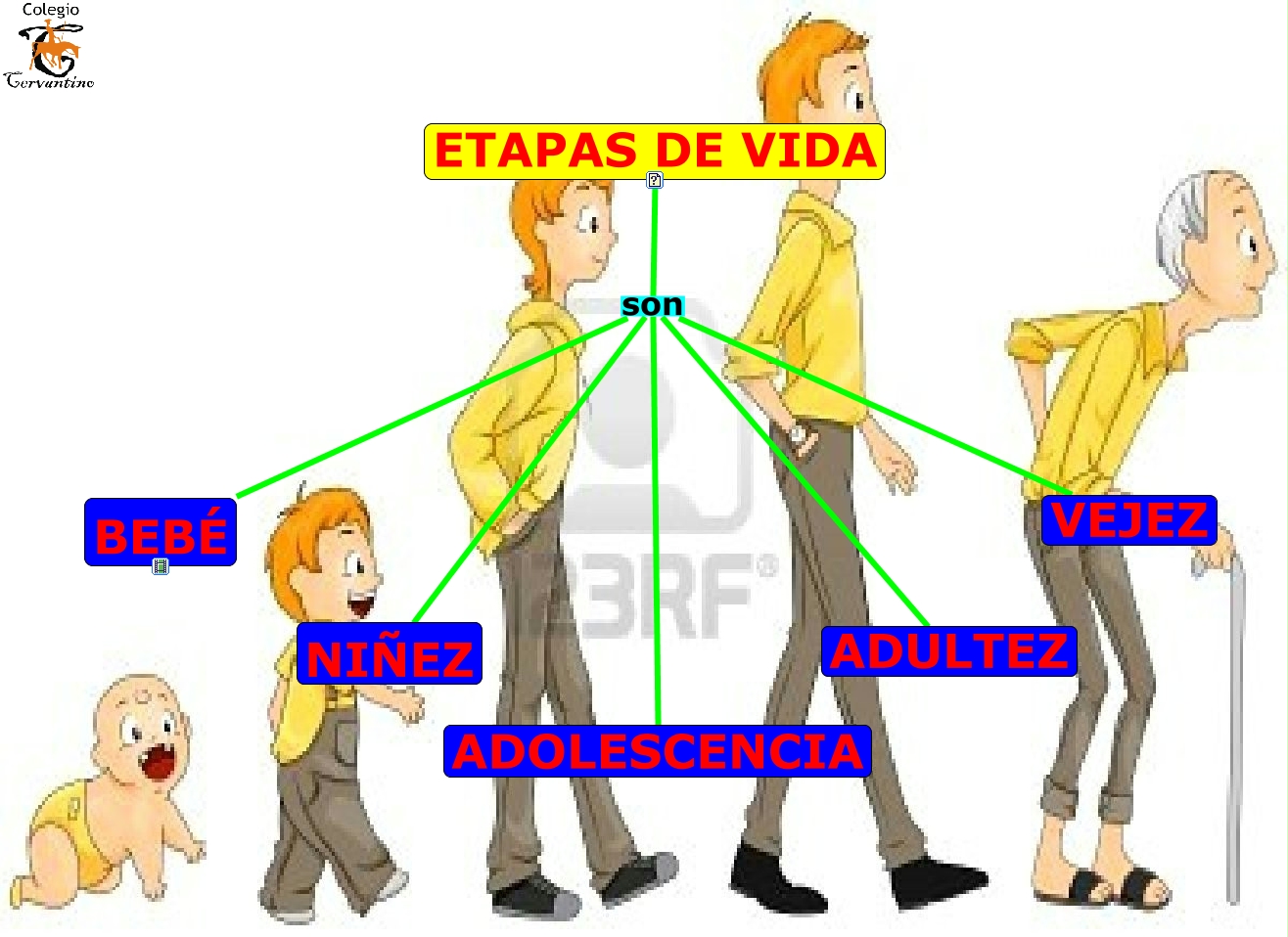 2 Unidad etapas de vida del ser humano