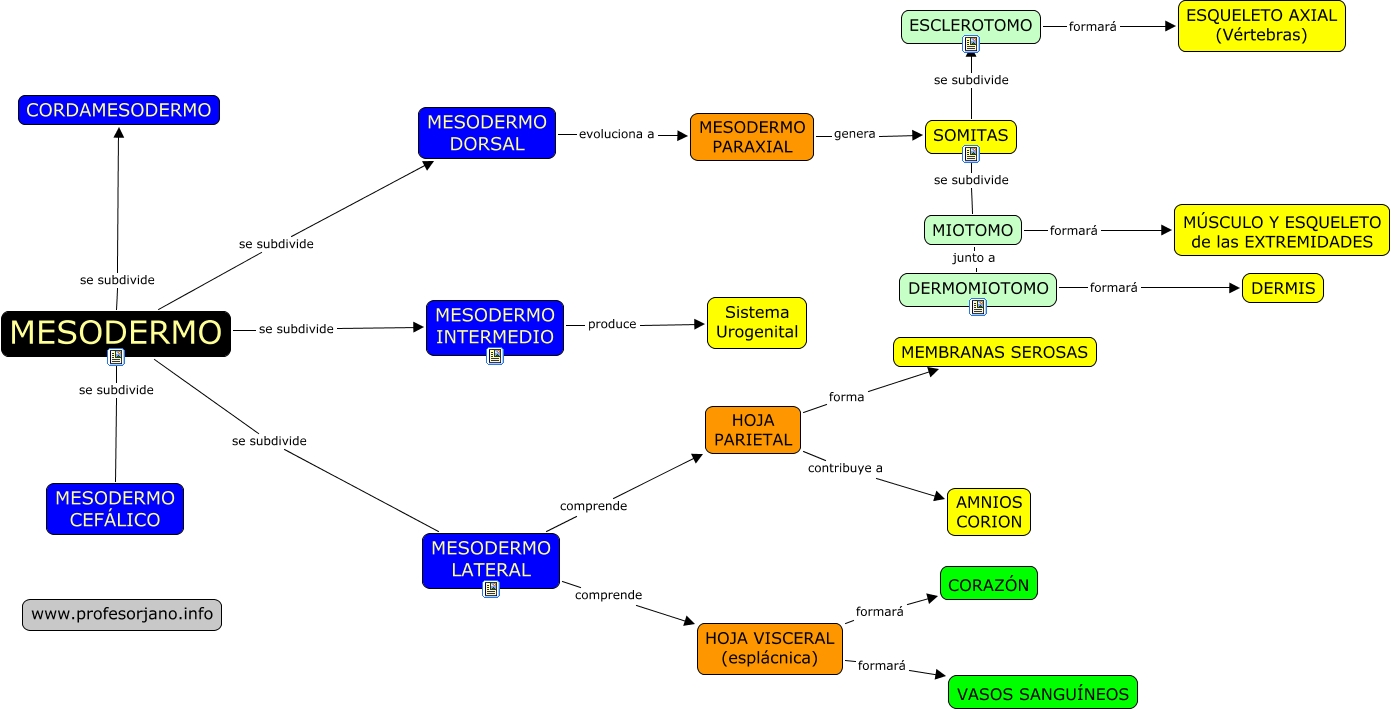 EVOLUCIÓN MESODERMO