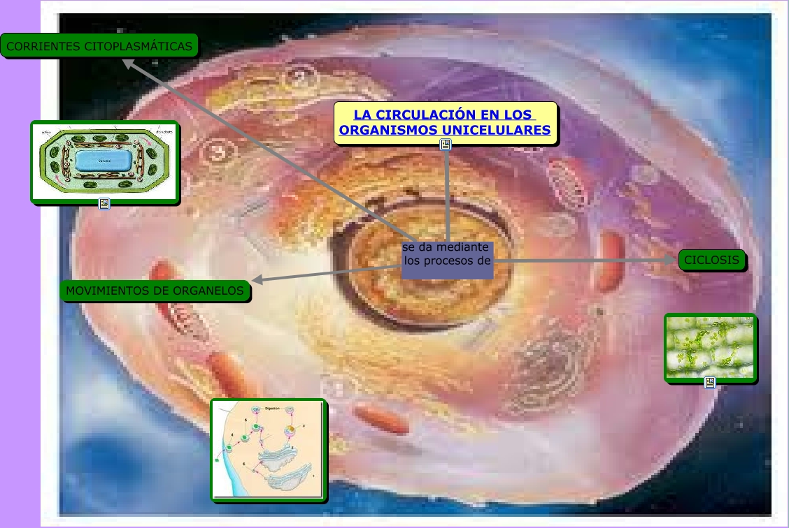 circulación
