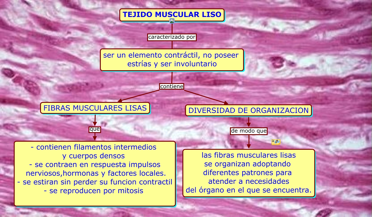 TEJIDO MUSCULAR LISO