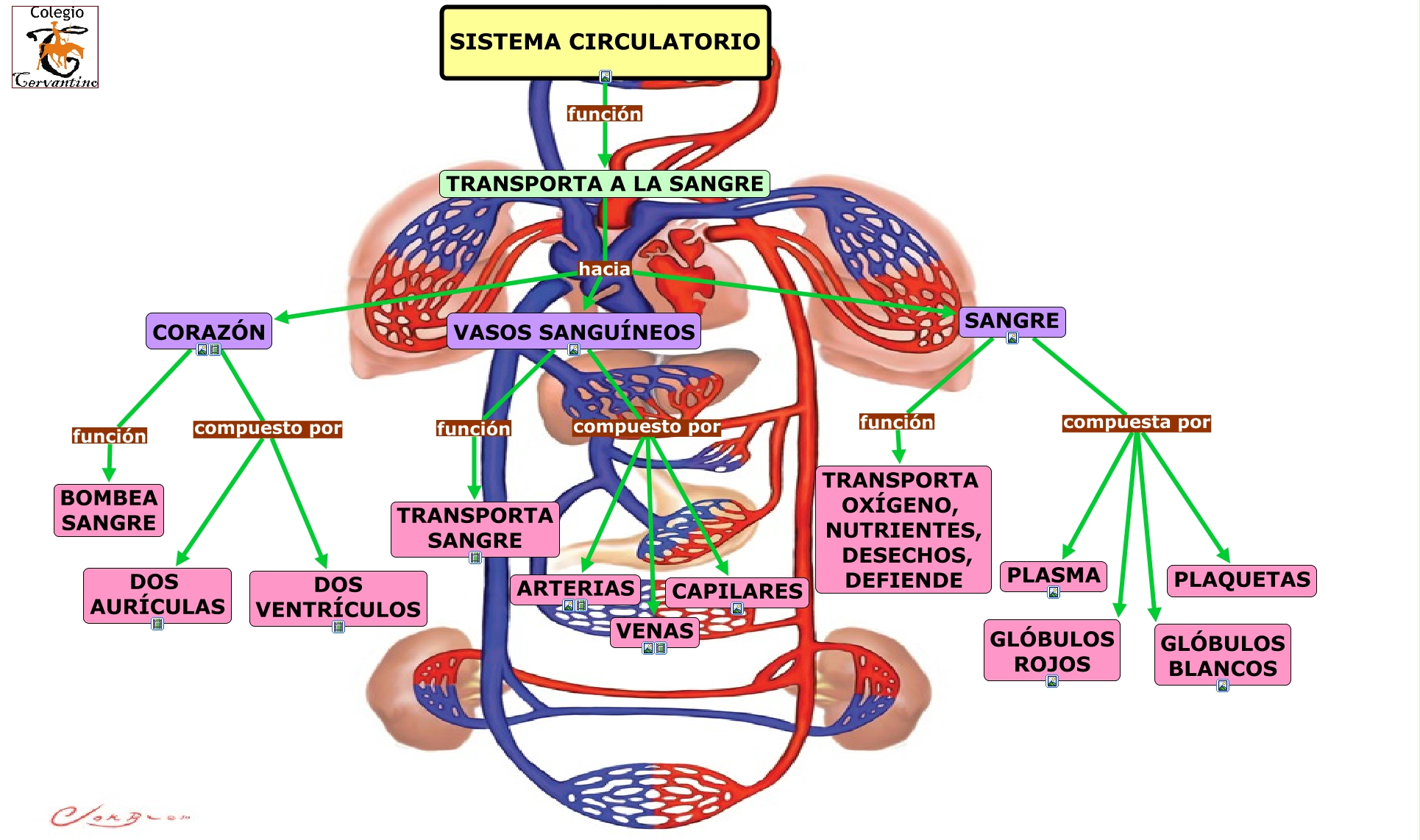 Sistema Circulatorio