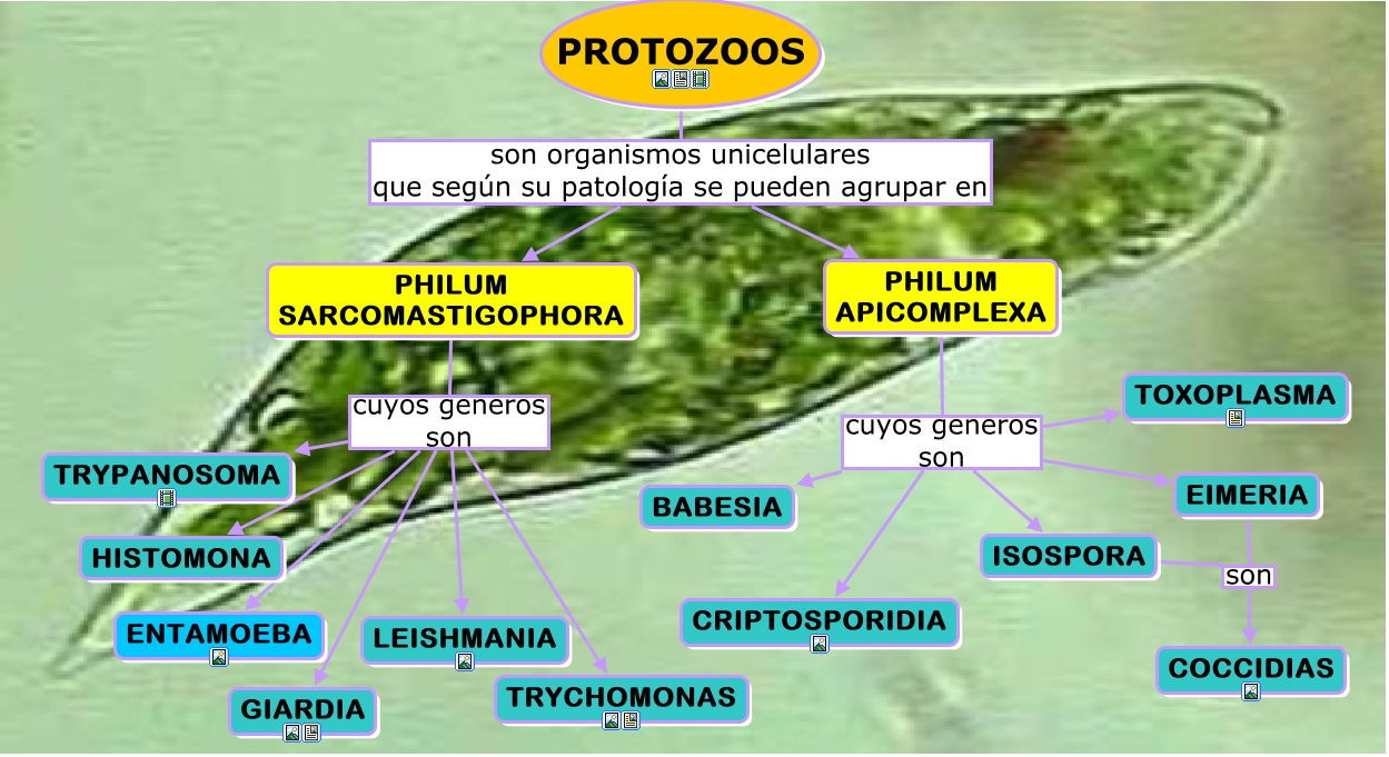 PROTOZOOS