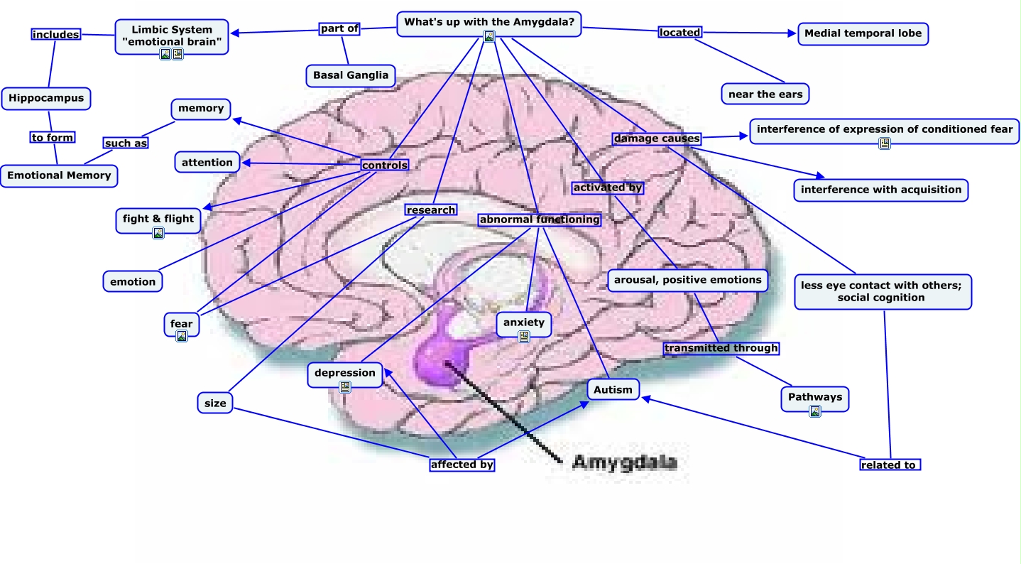 Amygdala
