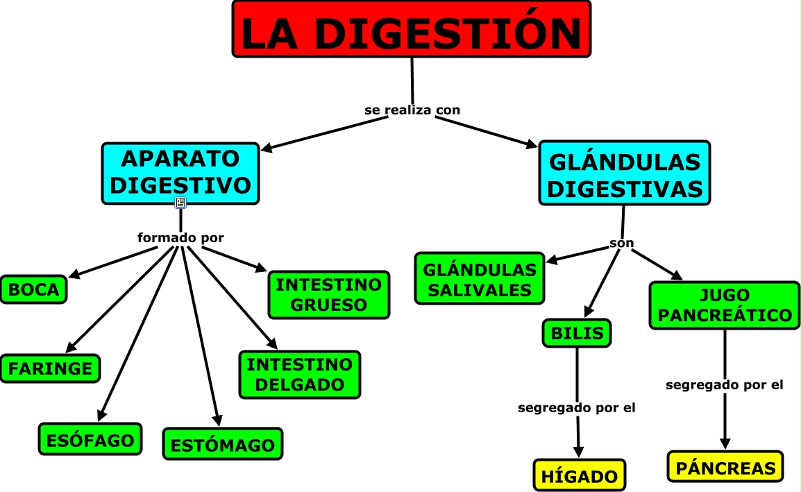digestion