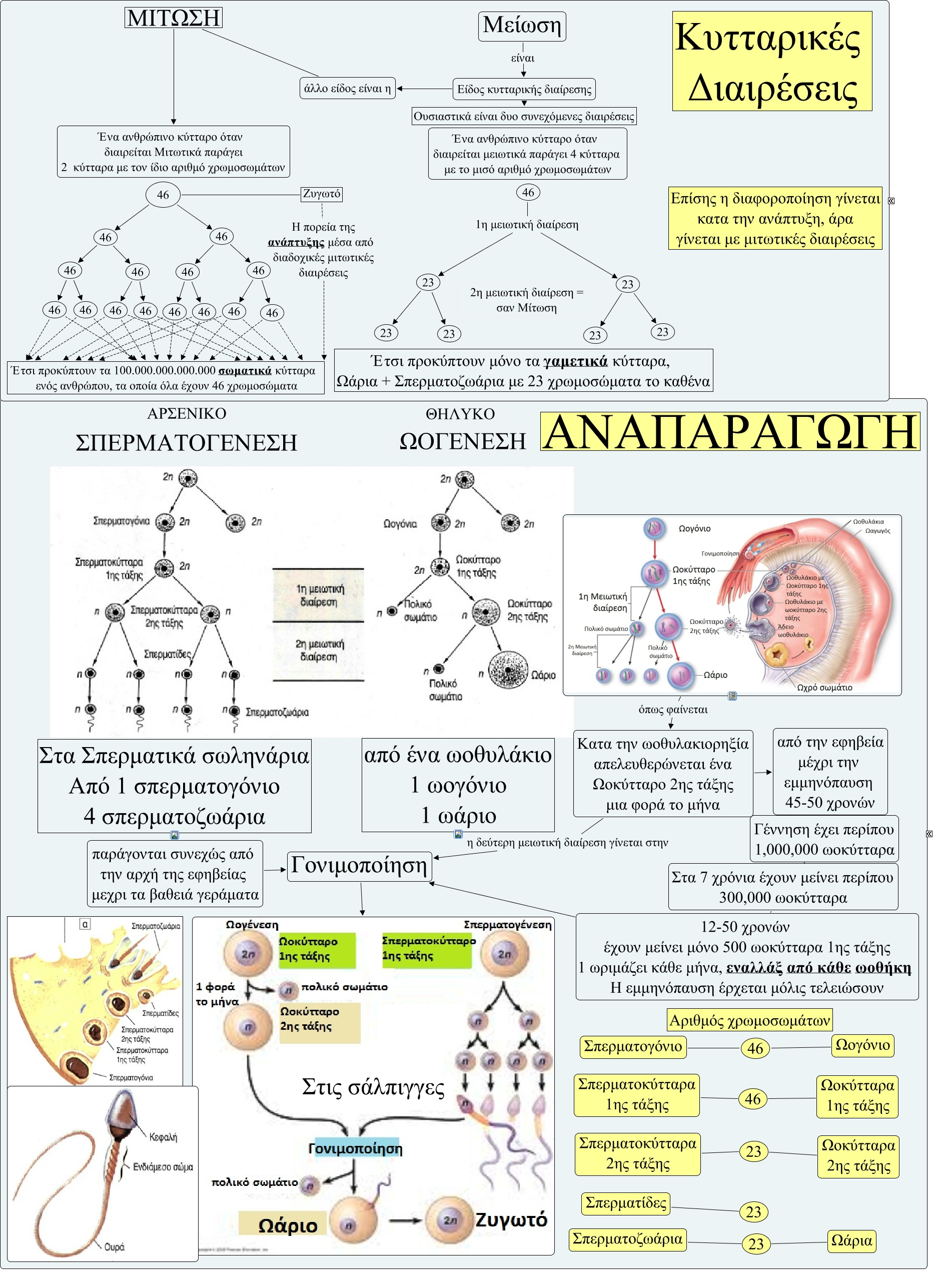Σπερματογένεση-Ωογένεση-Γονιμοποίηση