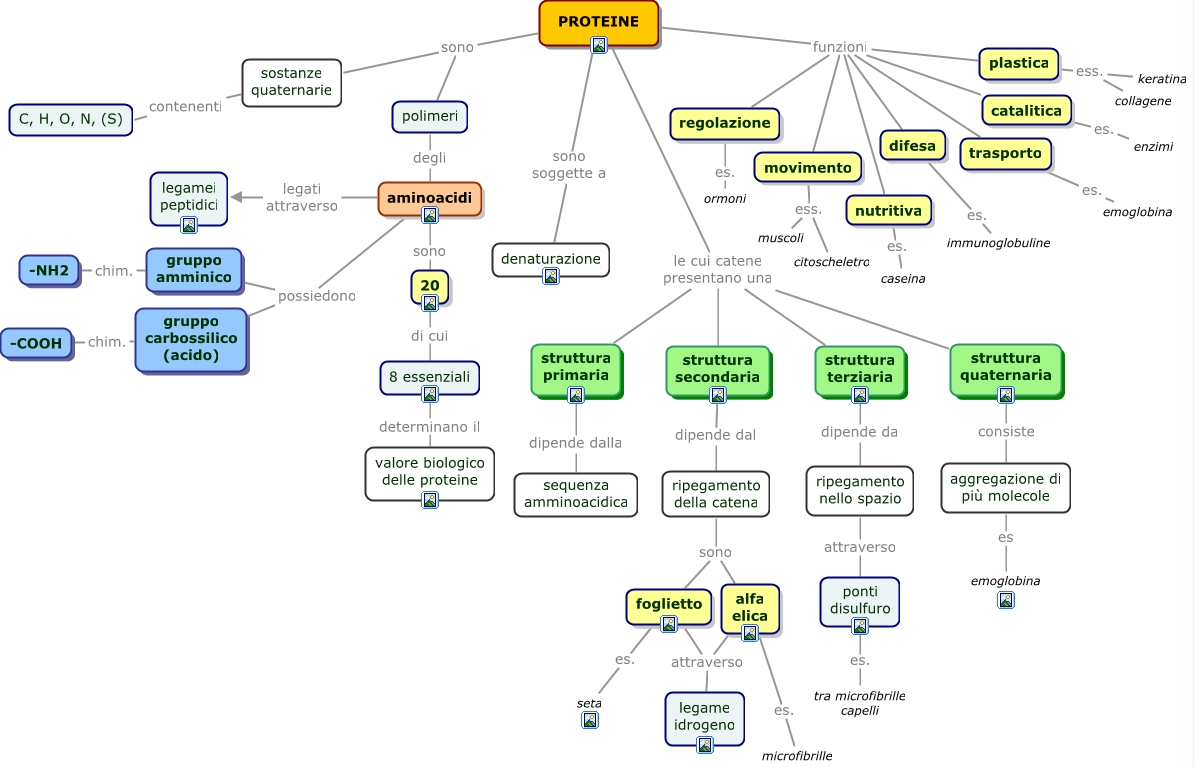 Proteine - Mappa Concettuale